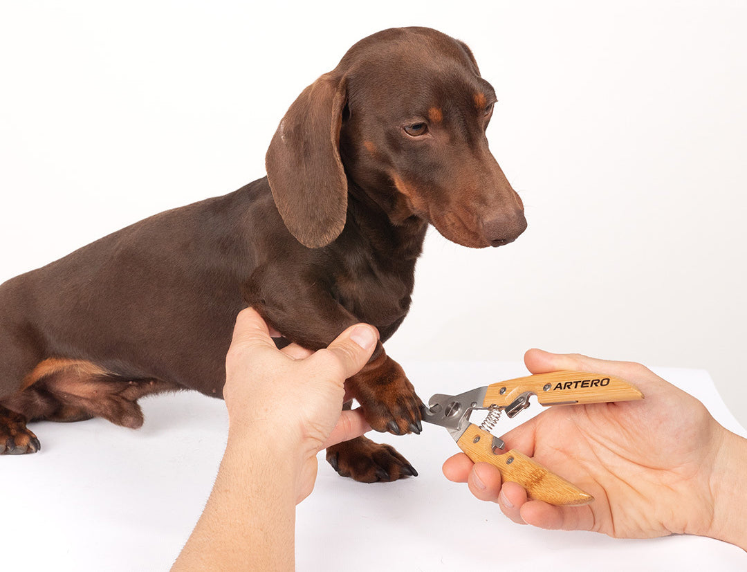 Pet Palette Distribution Enters Pro Grooming Space