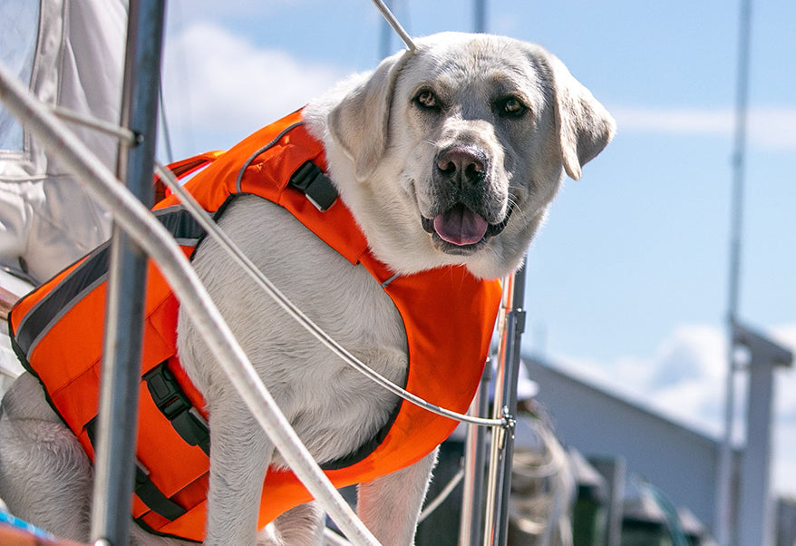 Pet Palette Distribution and BAYDOG Announce New Partnership